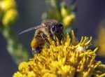 Le pollen : une affaire de goût pour les insectes