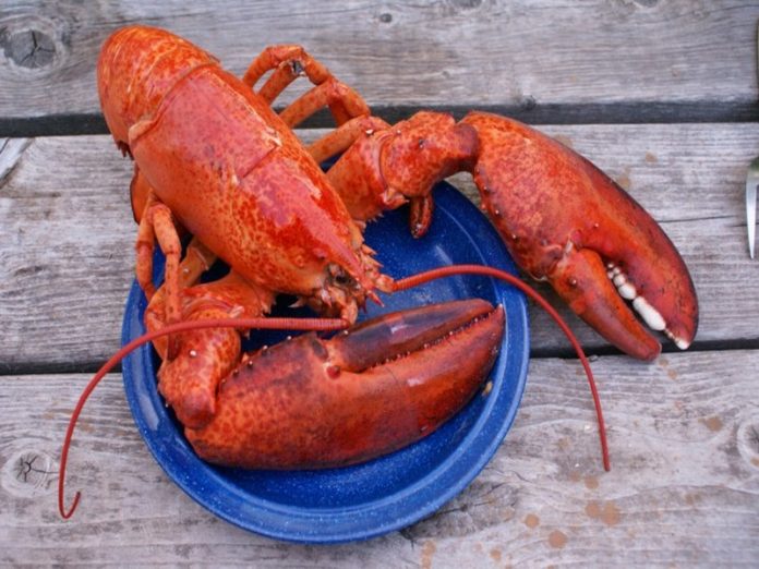 Allez ! Le homard et les « blaireaux »… [L'Agora]