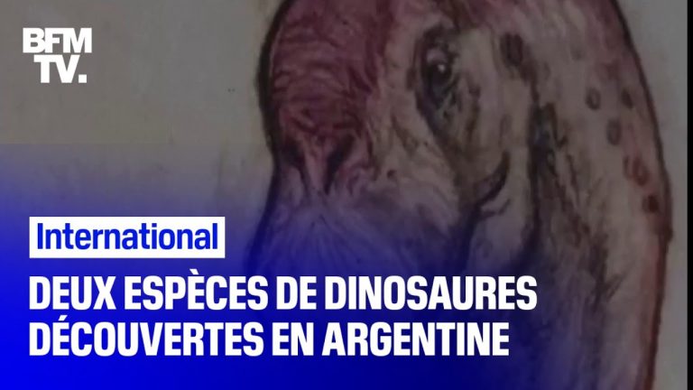 Deux nouvelles espèces de dinosaures ont été découvertes en Argentine ...