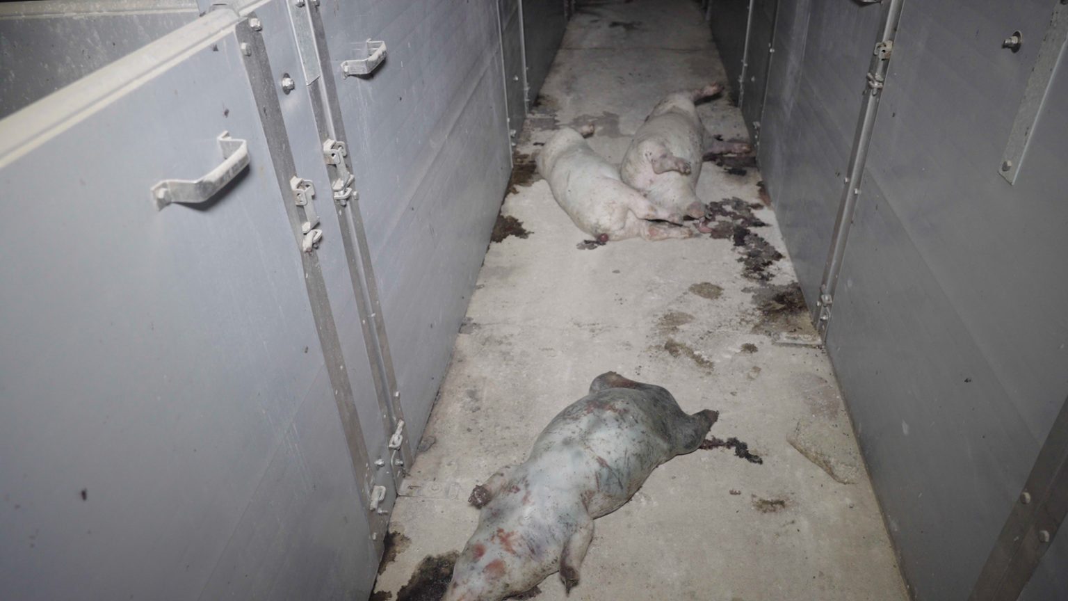 Penguily (22). L'association L214 filme de nouveau un élevage intensif ...