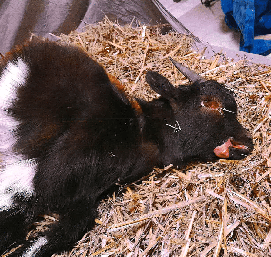 Morbihan. Un bouc retrouvé un oeil arraché et la langue sectionnée