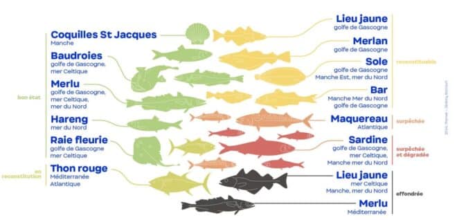 Surpêche. 20 % des poissons débarqués en France seraient concernés [Vidéo]